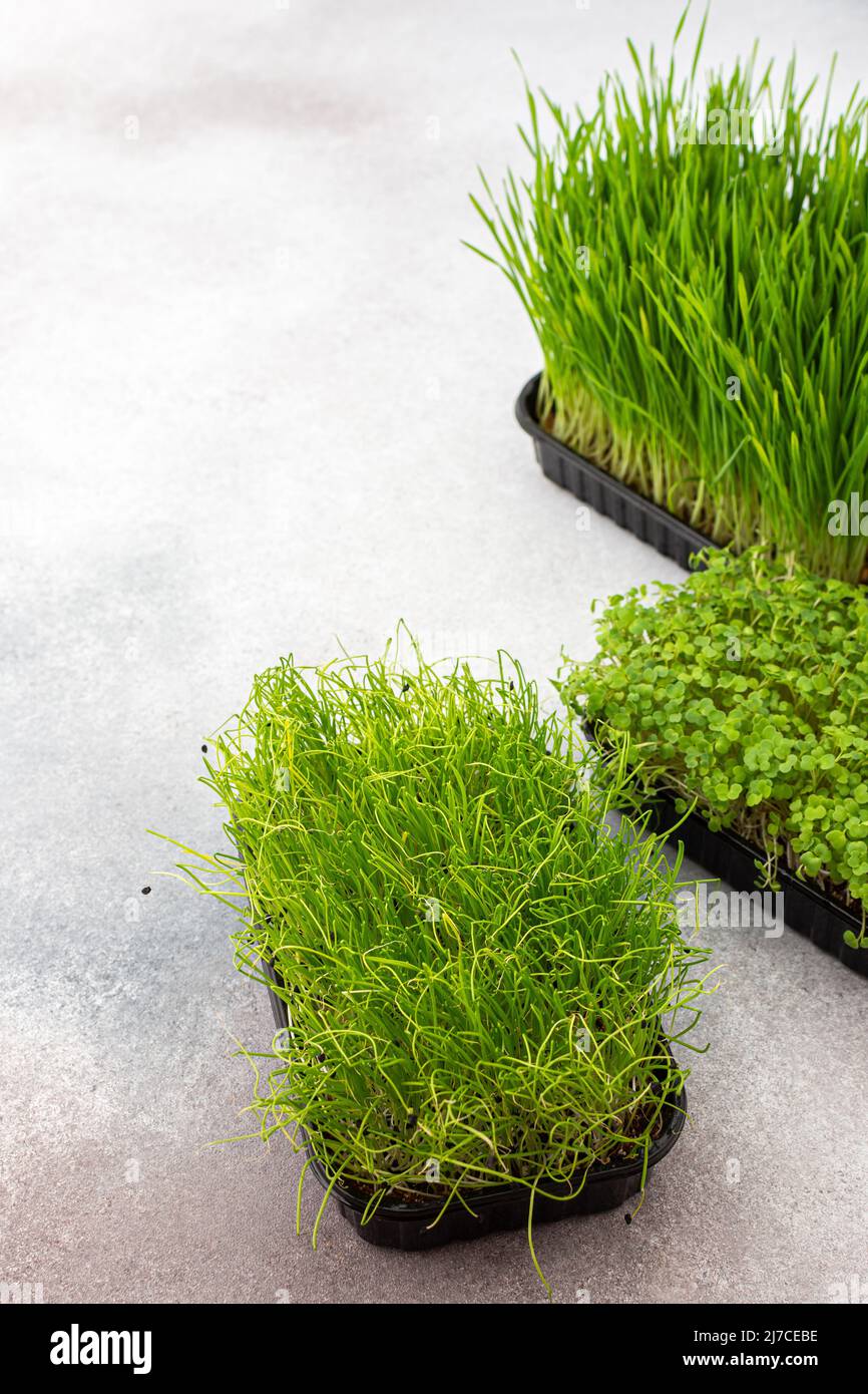 Vegetable greens of arugula and chives and wheat, useful microgreen ...