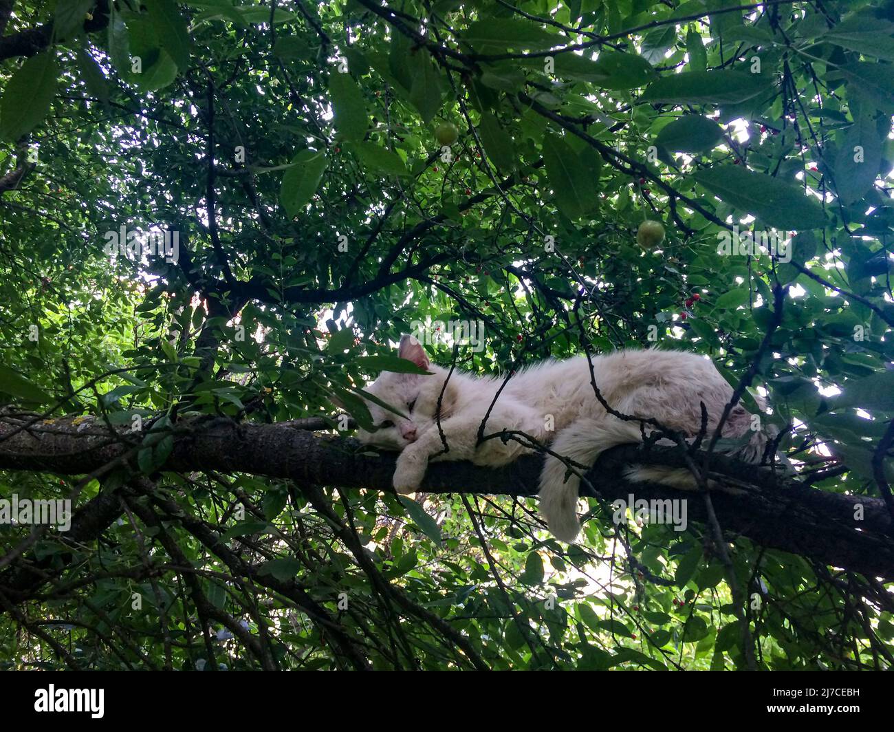 Sleeping tree hi-res stock photography and images - Alamy