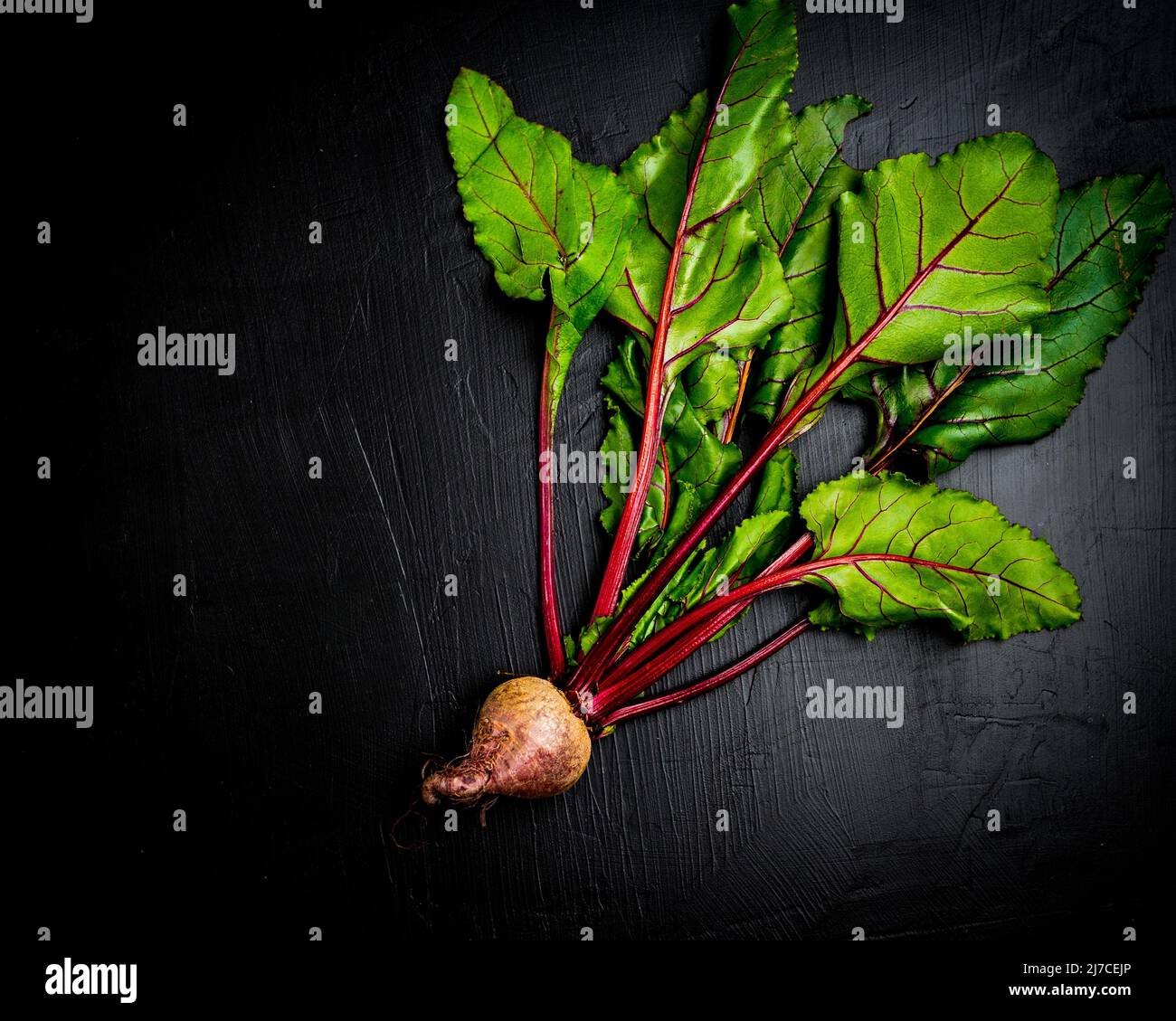 Taproot fibrous hi-res stock photography and images - Alamy Taproot fibrous hi-res stock photography and images - Alamy