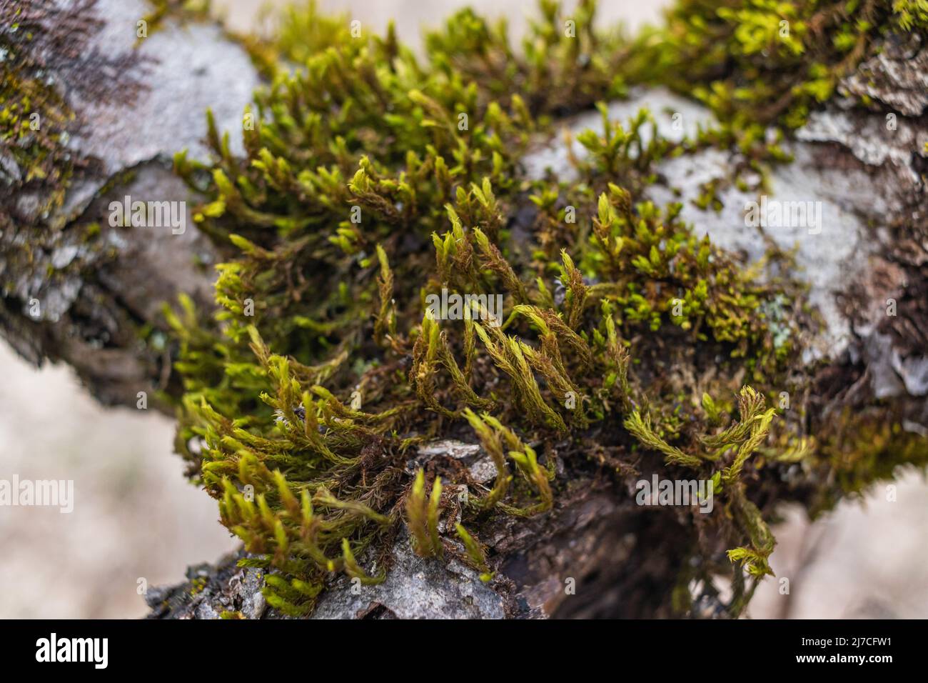Tree branch overgrown with moss. Close up moss texture Stock Photo - Alamy
