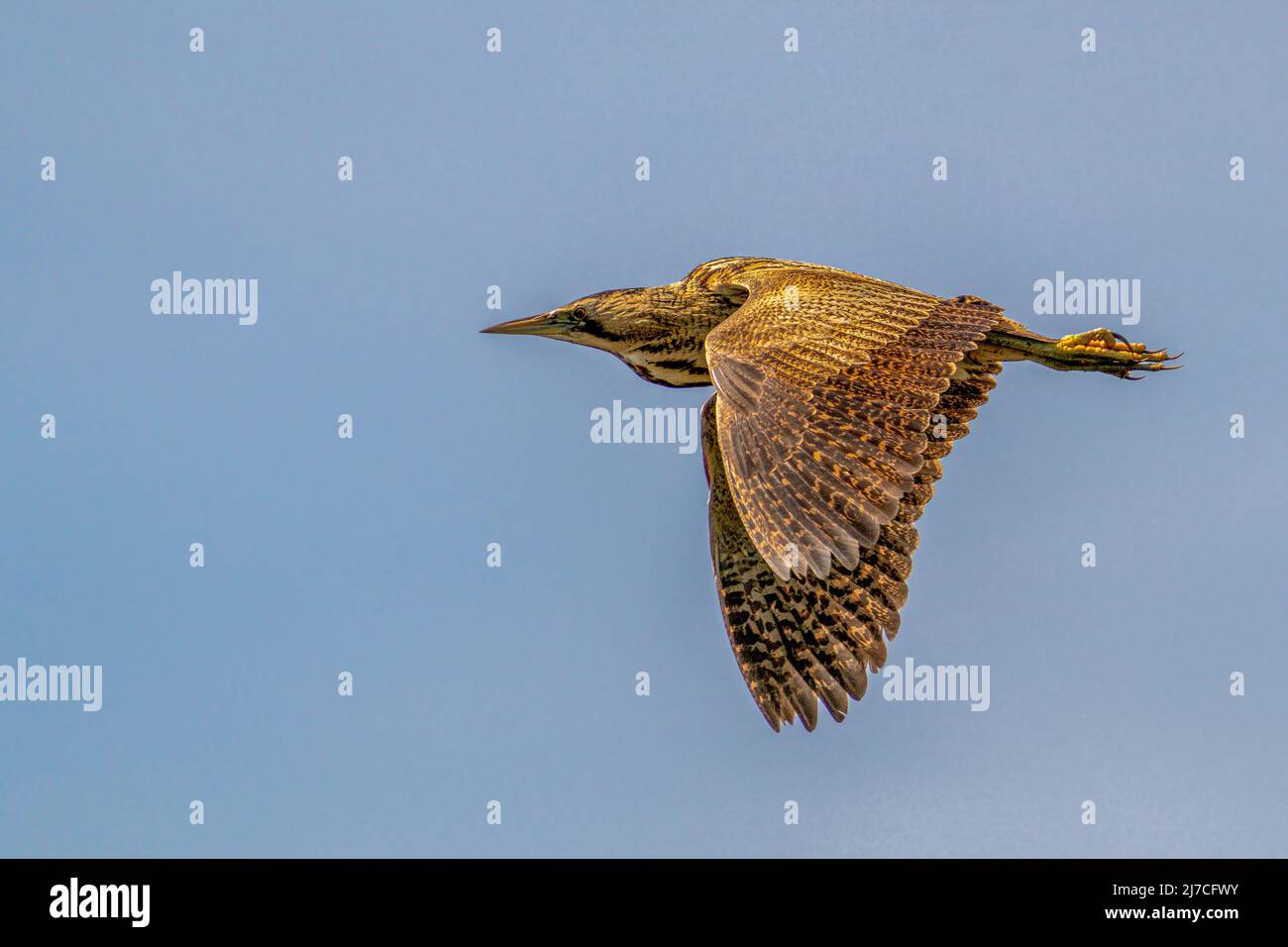 Hunter species hi-res stock photography and images - Alamy