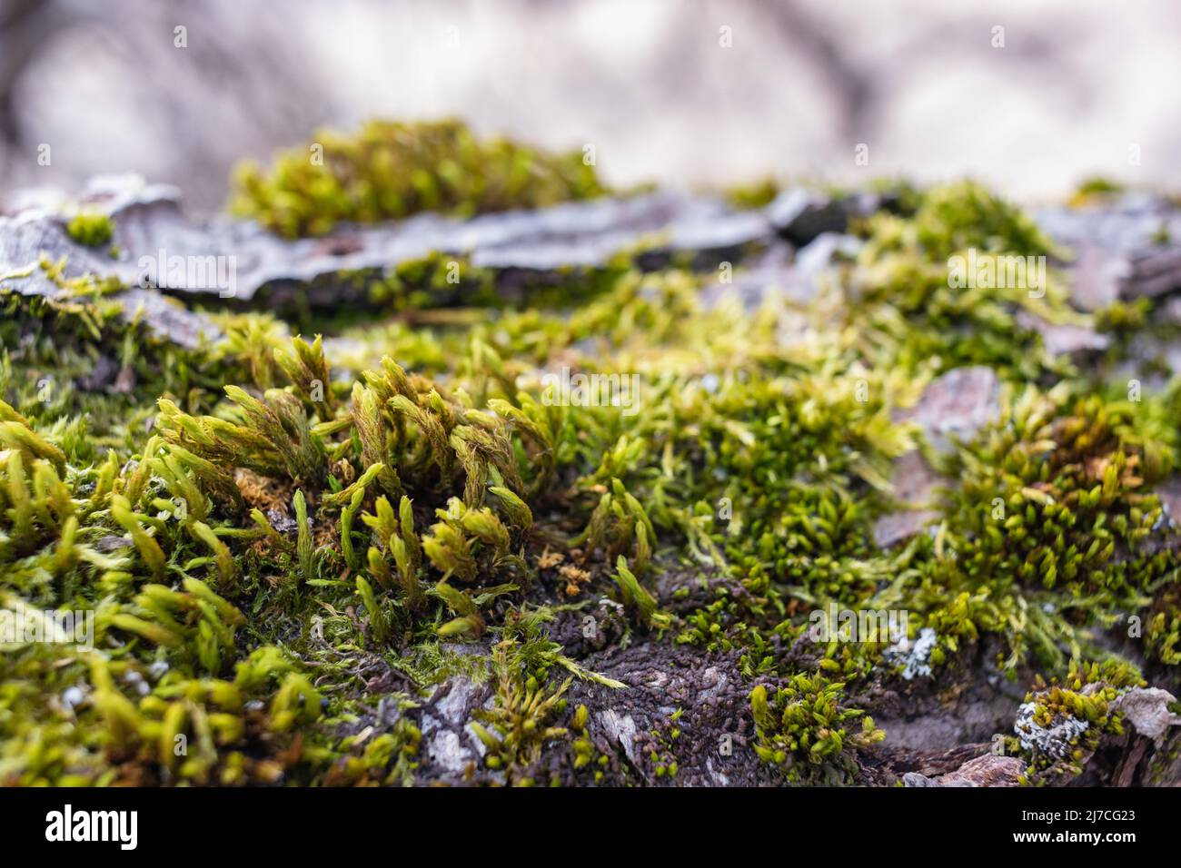 Tree branch overgrown with moss. Close up moss texture Stock Photo - Alamy
