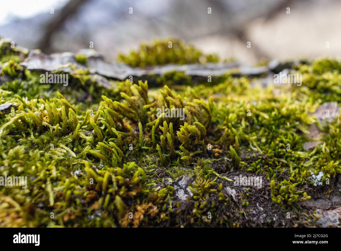 Tree branch overgrown with moss. Close up moss texture Stock Photo - Alamy