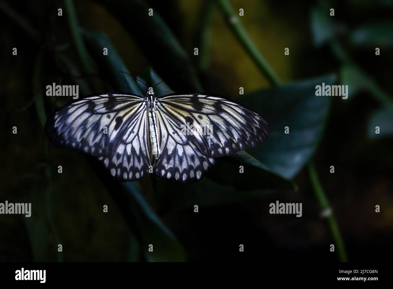 Dorsal view of Idea leuconoe, also known as the paper kite butterfly or ...