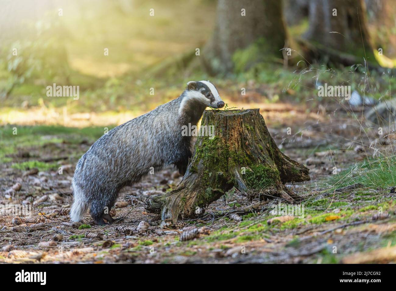 European badger is sniffing tree stump. Horizontally Stock Photo - Alamy