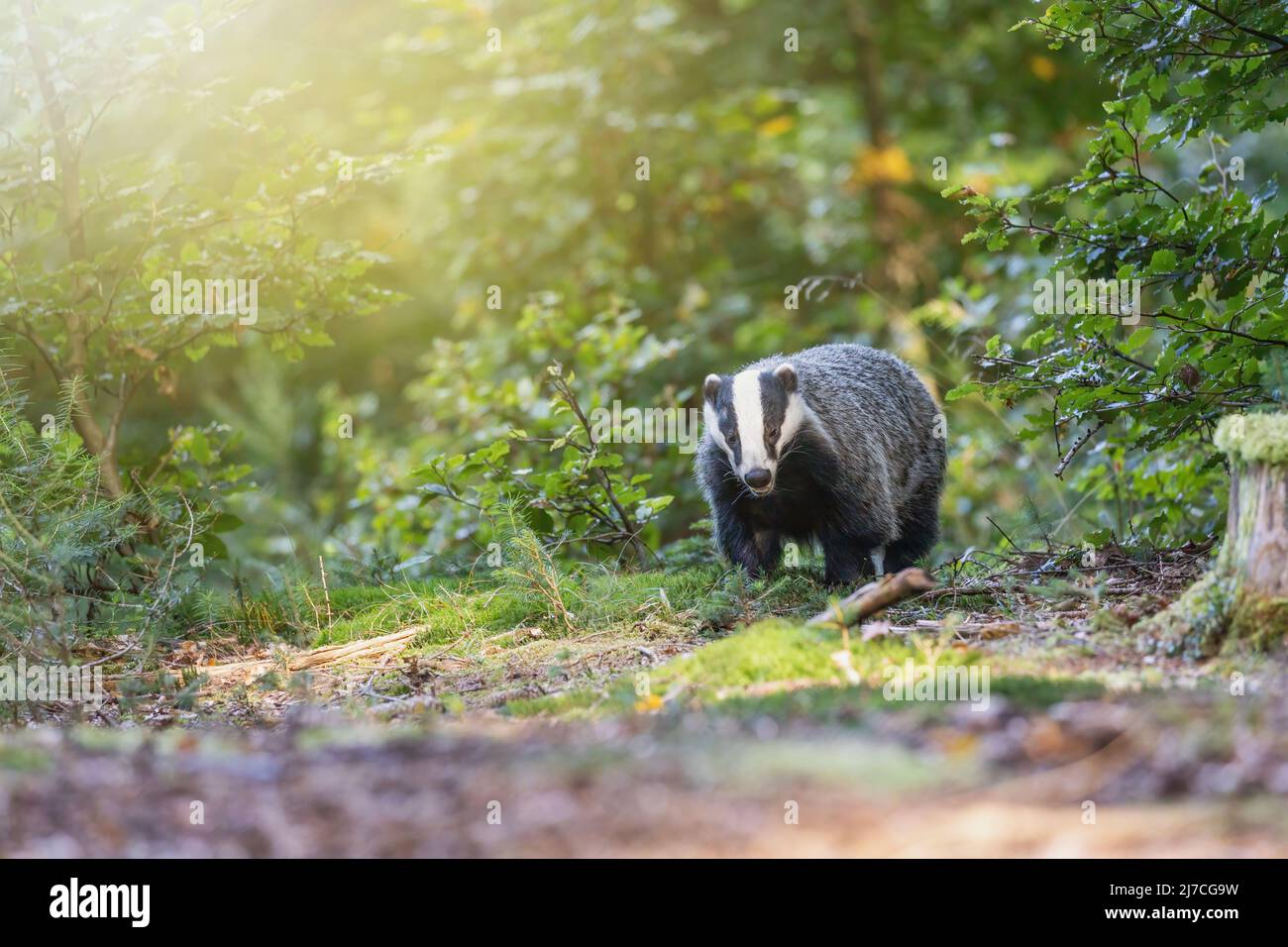 European badger is running in the forest. Horizontally Stock Photo - Alamy