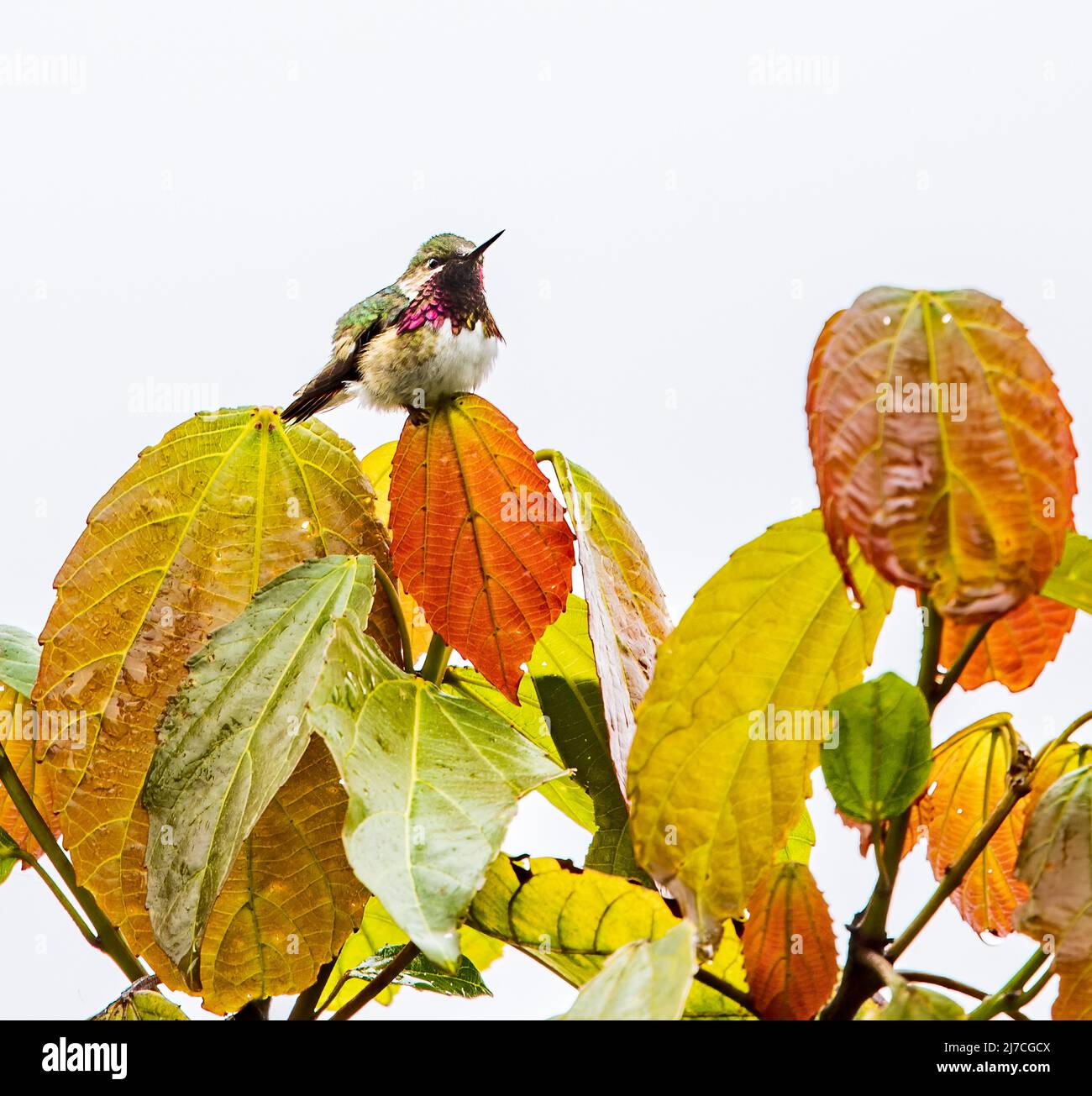 Bird hummingbird bumblebee hi-res stock photography and images - Alamy