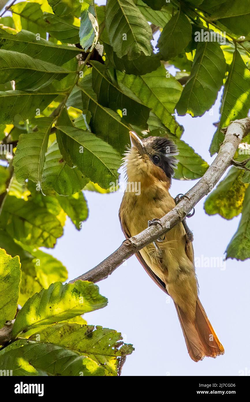 Becard hi-res stock photography and images - Alamy