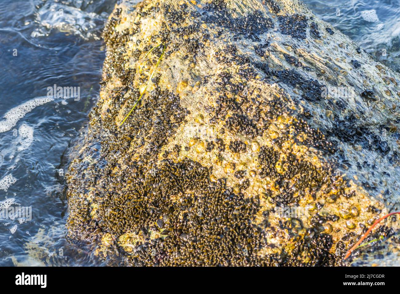 Sea shells glued to the rocks of the Leoptokary coast. Stone on the ...