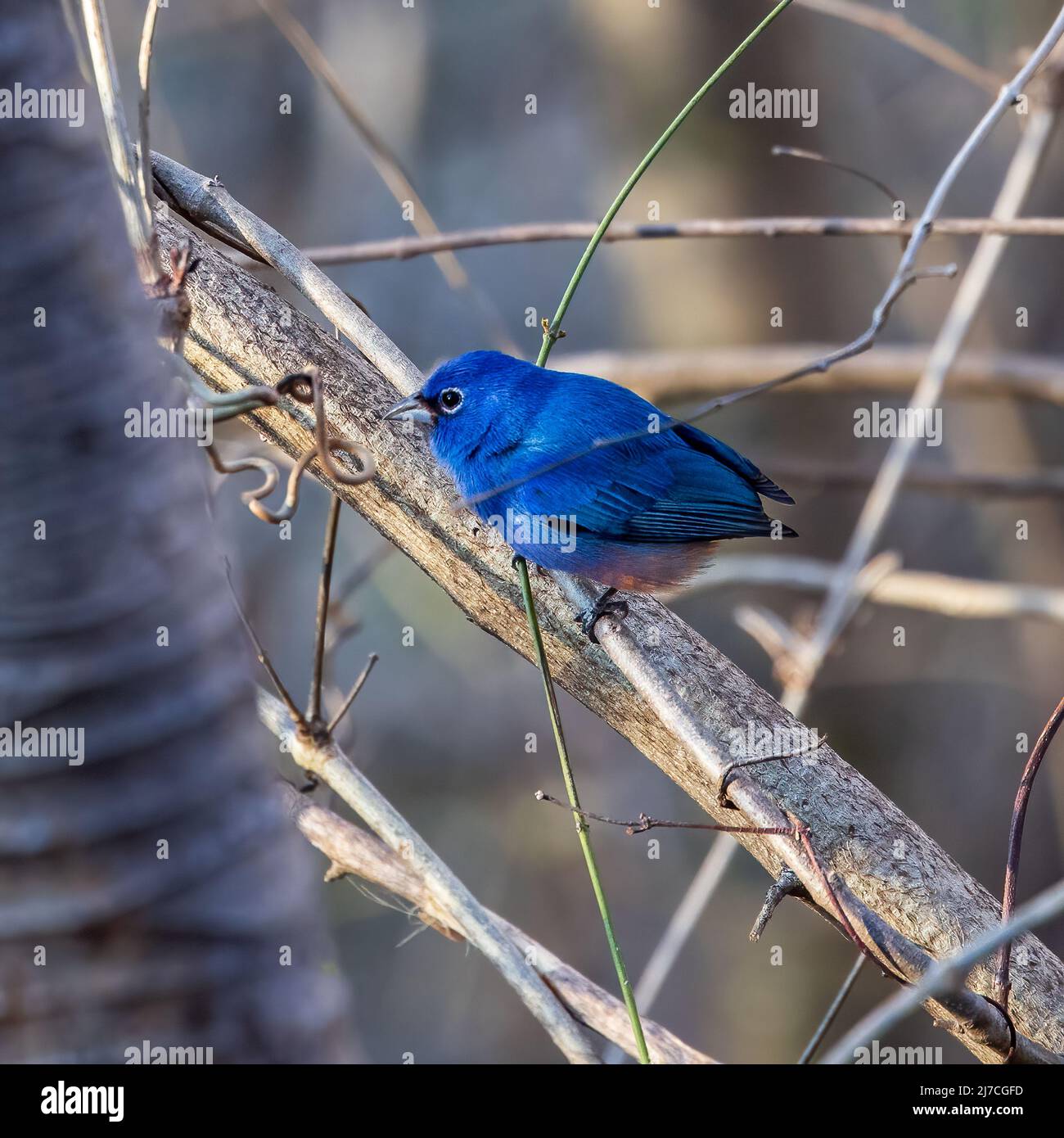 Rose bellied hi-res stock photography and images - Alamy