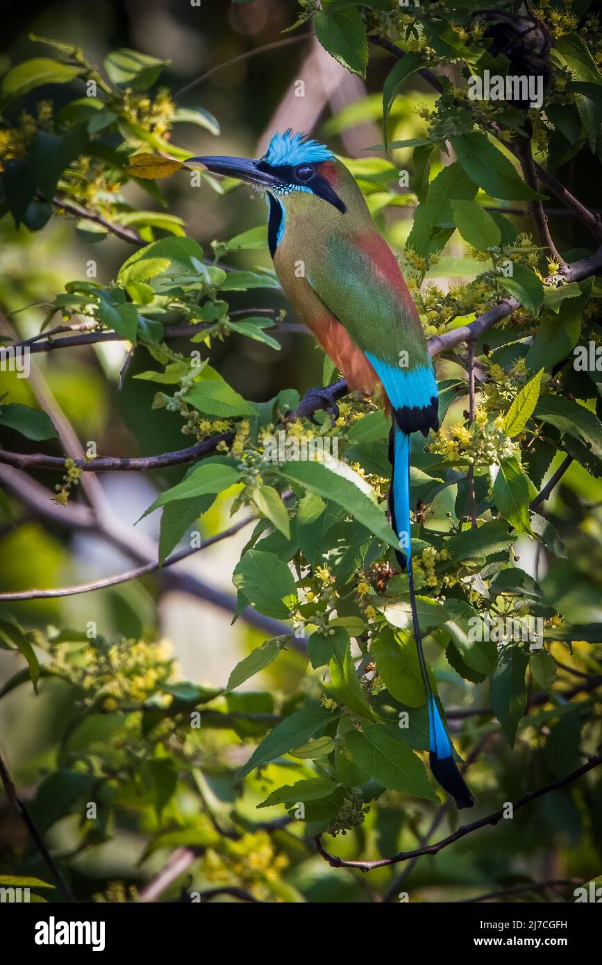 Turquoise browed motmot mexico hi-res stock photography and images - Alamy