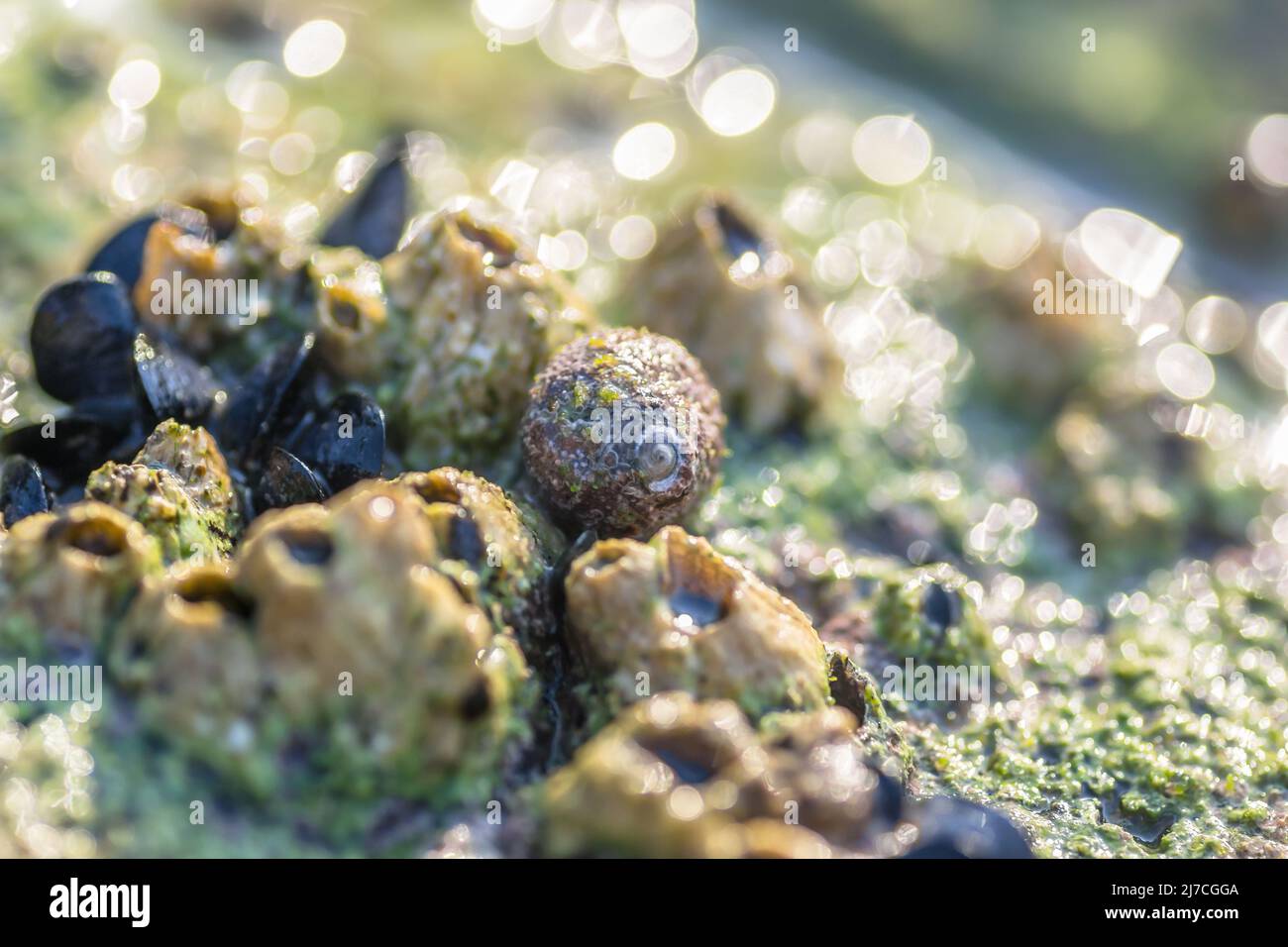 Sea shells glued to the rocks of the Leoptokary coast. Stone on the ...