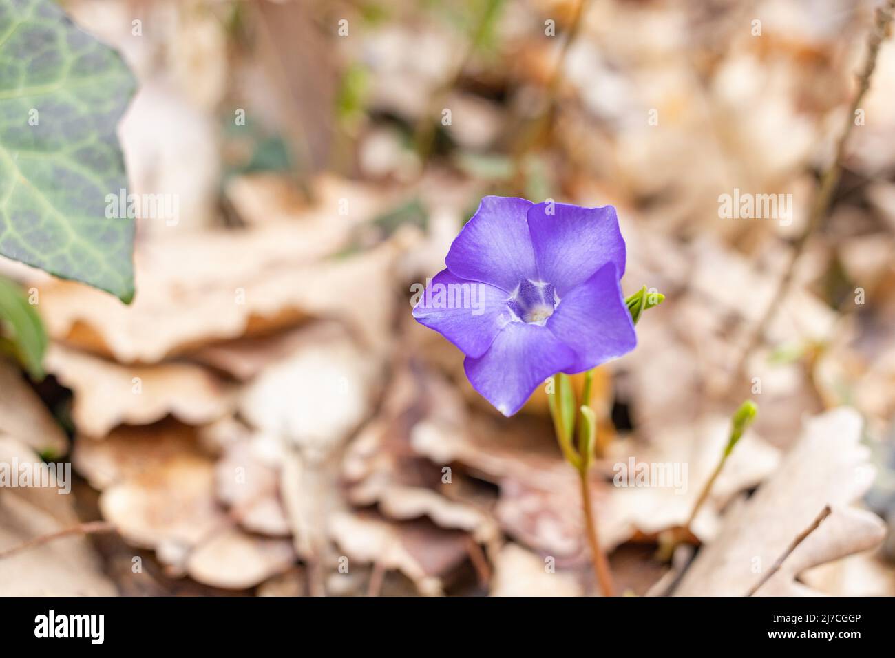 Vinca minor. Periwinkle, dwarf periwinkle, small periwinkle, common ...