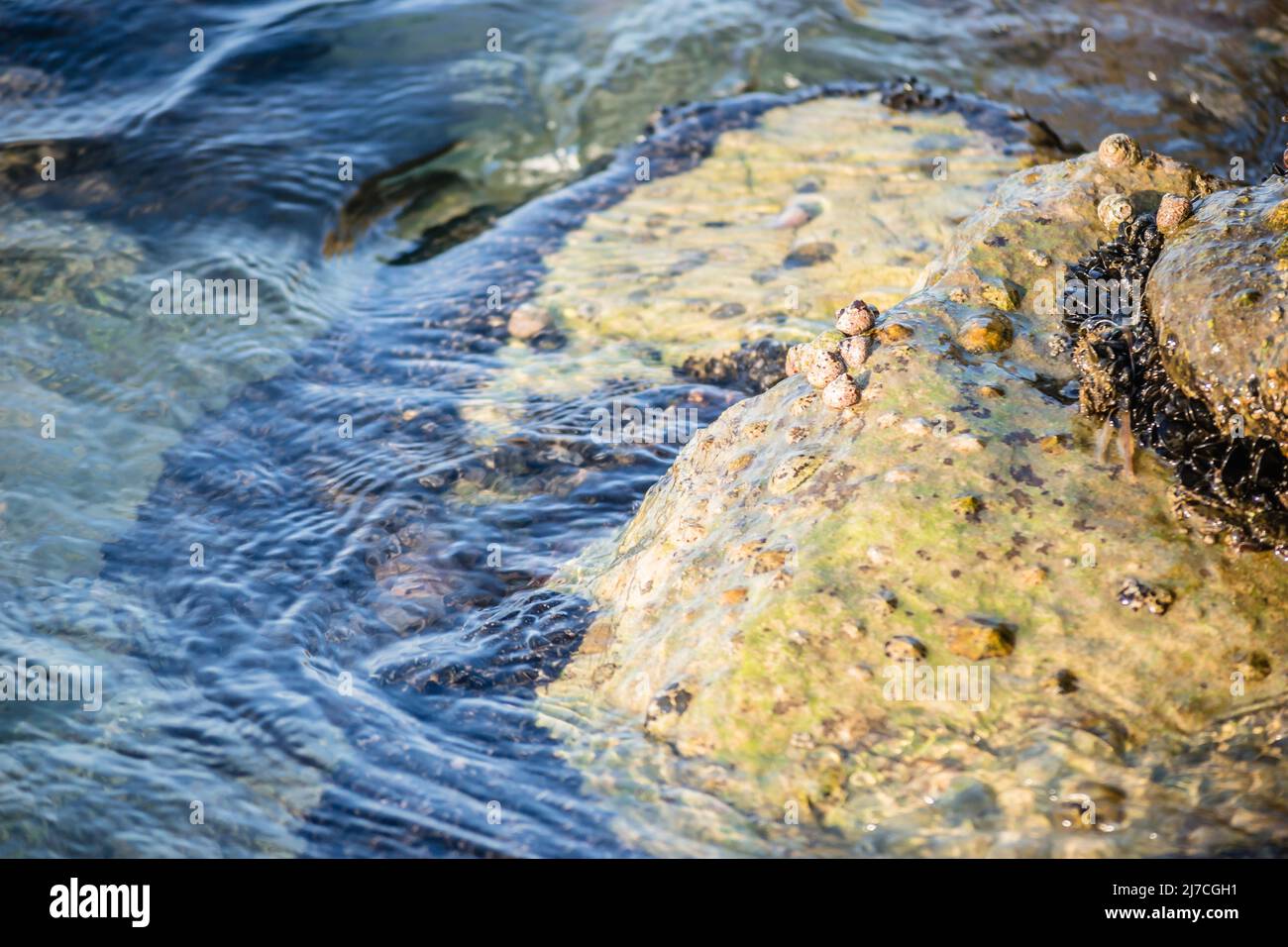 Sea shells glued to the rocks of the Leoptokary coast. Stone on the ...