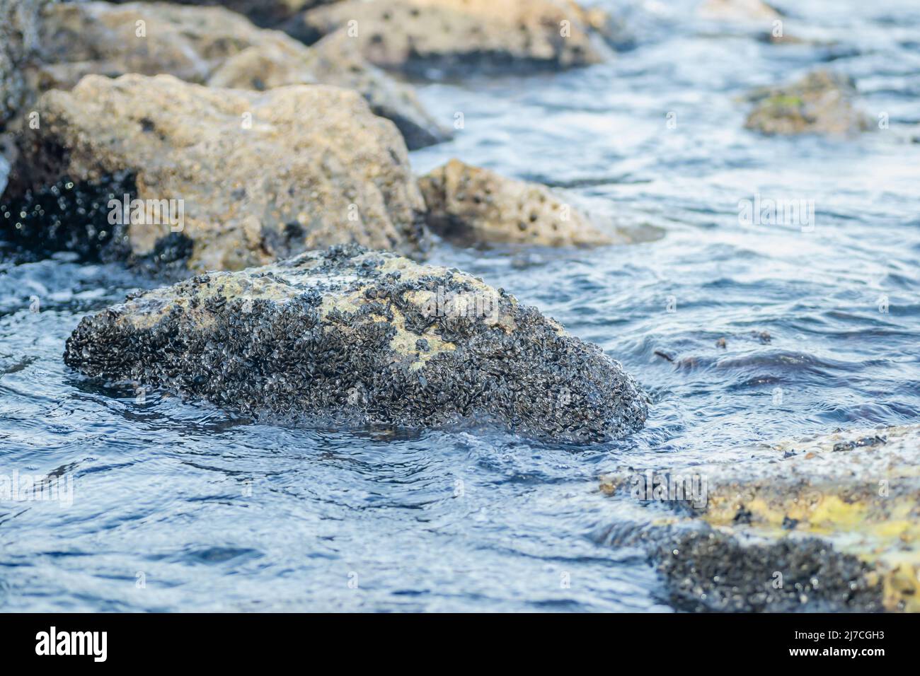 Sea shells glued to the rocks of the Leoptokary coast. Stone on the ...