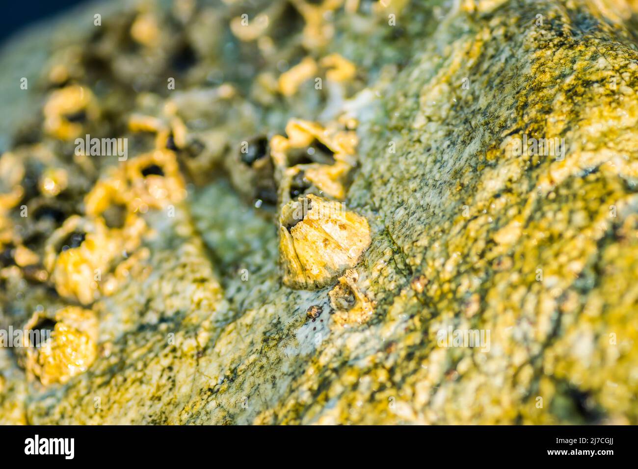 Sea shells glued to the rocks of the Leoptokary coast. Stone on the ...