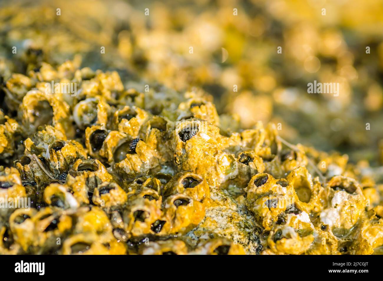 Sea shells glued to the rocks of the Leoptokary coast. Stone on the ...
