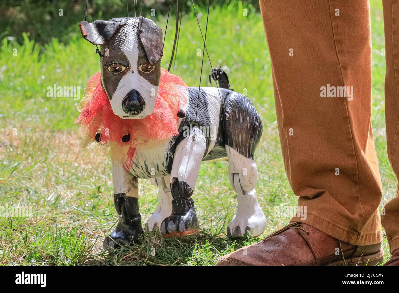 London, UK, 8th May 2022. Toby the puppet dog is taken for a walk by a ...