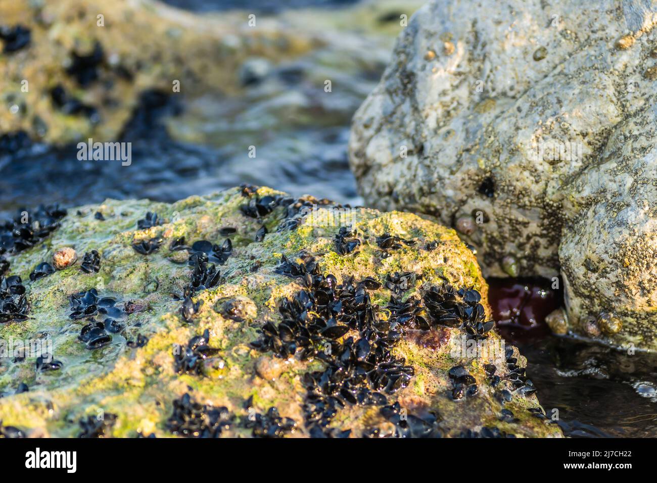 Sea shells glued to the rocks of the Leoptokary coast. Stone on the ...