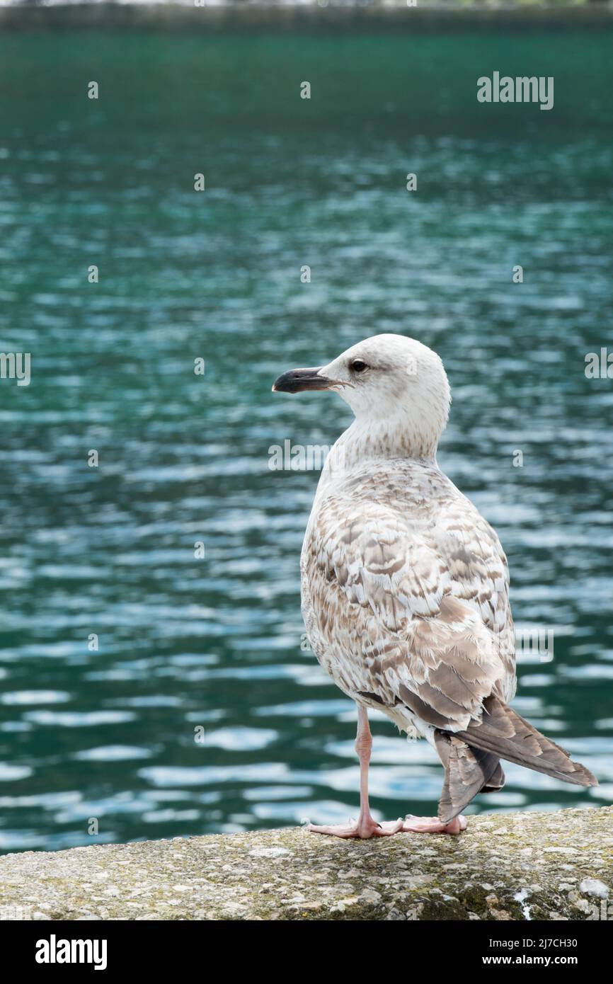 Seagull feet hi-res stock photography and images - Alamy