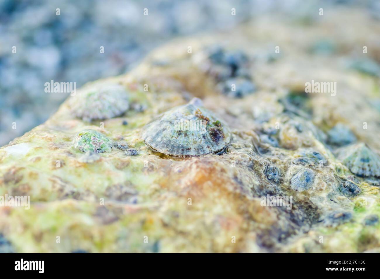 Sea shells in black background hi-res stock photography and images - Alamy