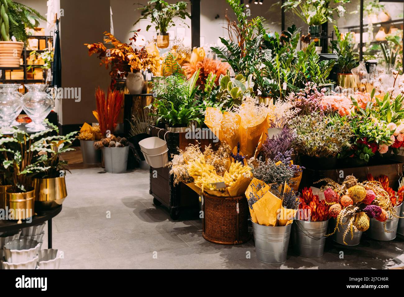 Assortment of plants hi-res stock photography and images - Alamy