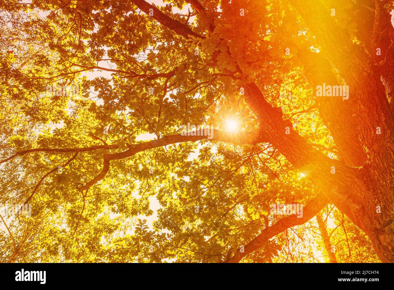Summer summertime Sunlight Sunshine Through Oak Forest Tree. Sunny ...
