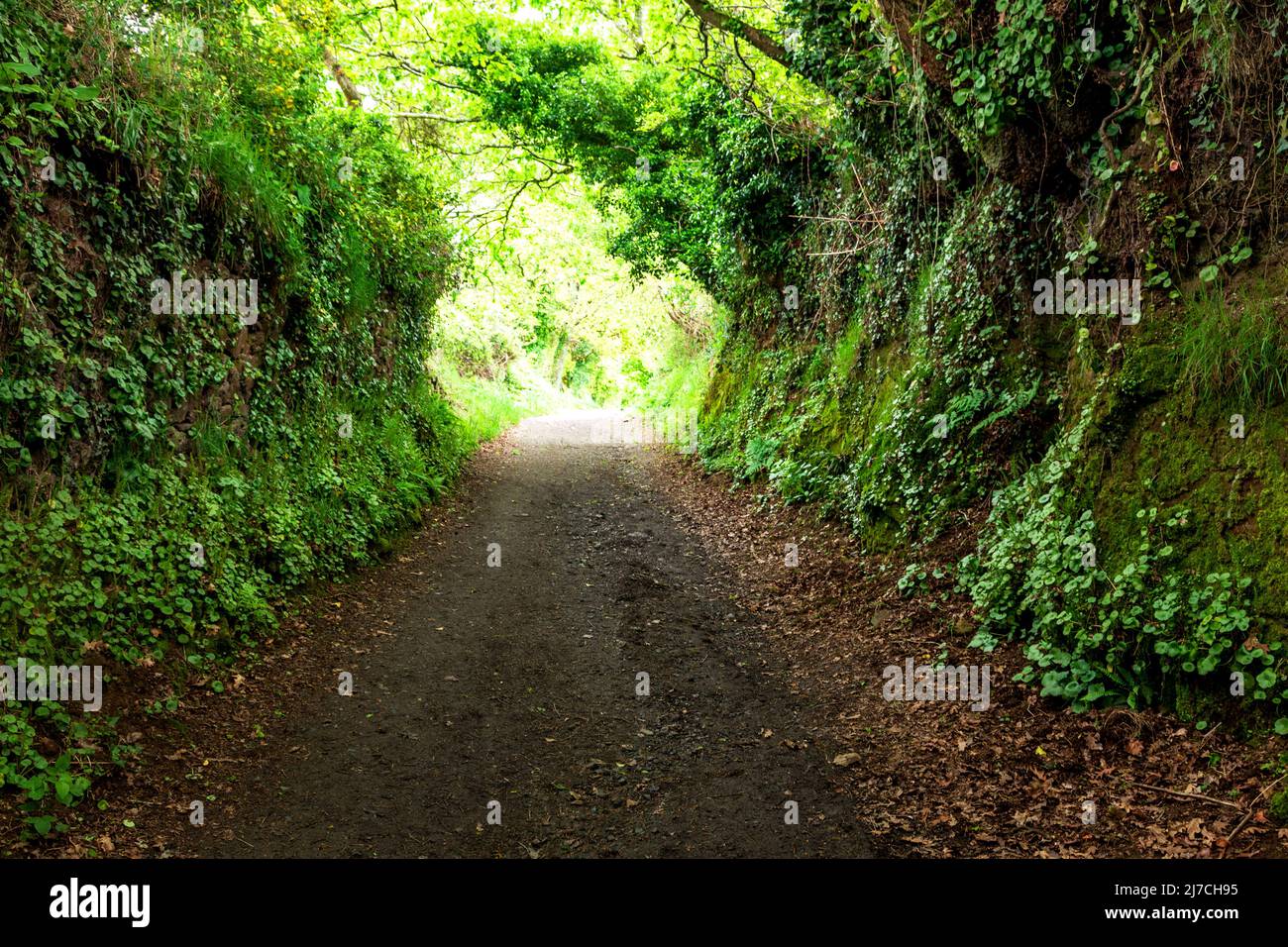 Dirt road through dark forest Stock Photo - Alamy