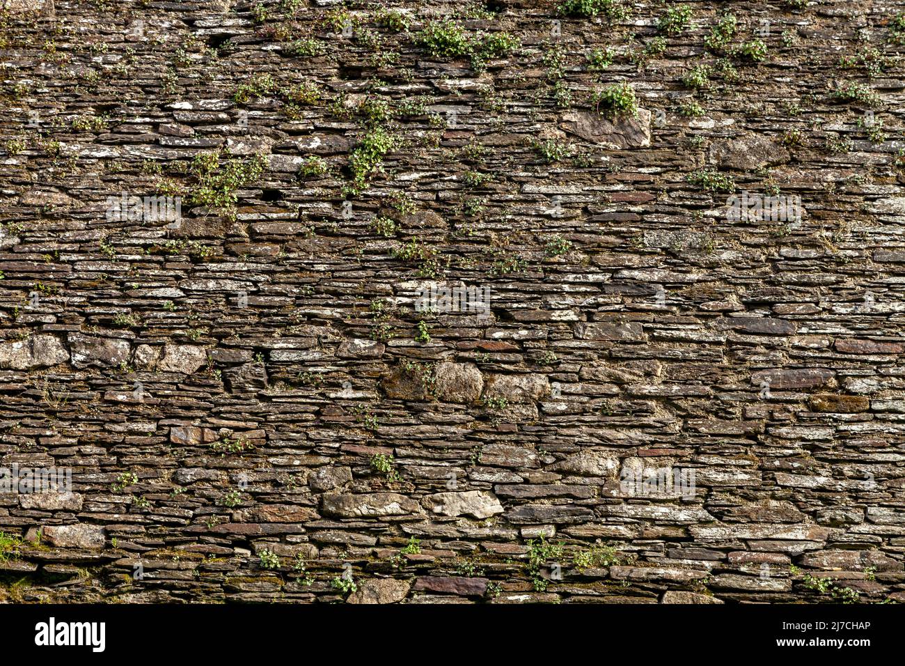 Stone wall with green moss Stock Photo - Alamy