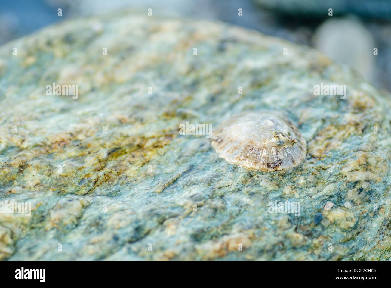 Sea shells glued to the rocks of the Leoptokary coast. Stone on the ...