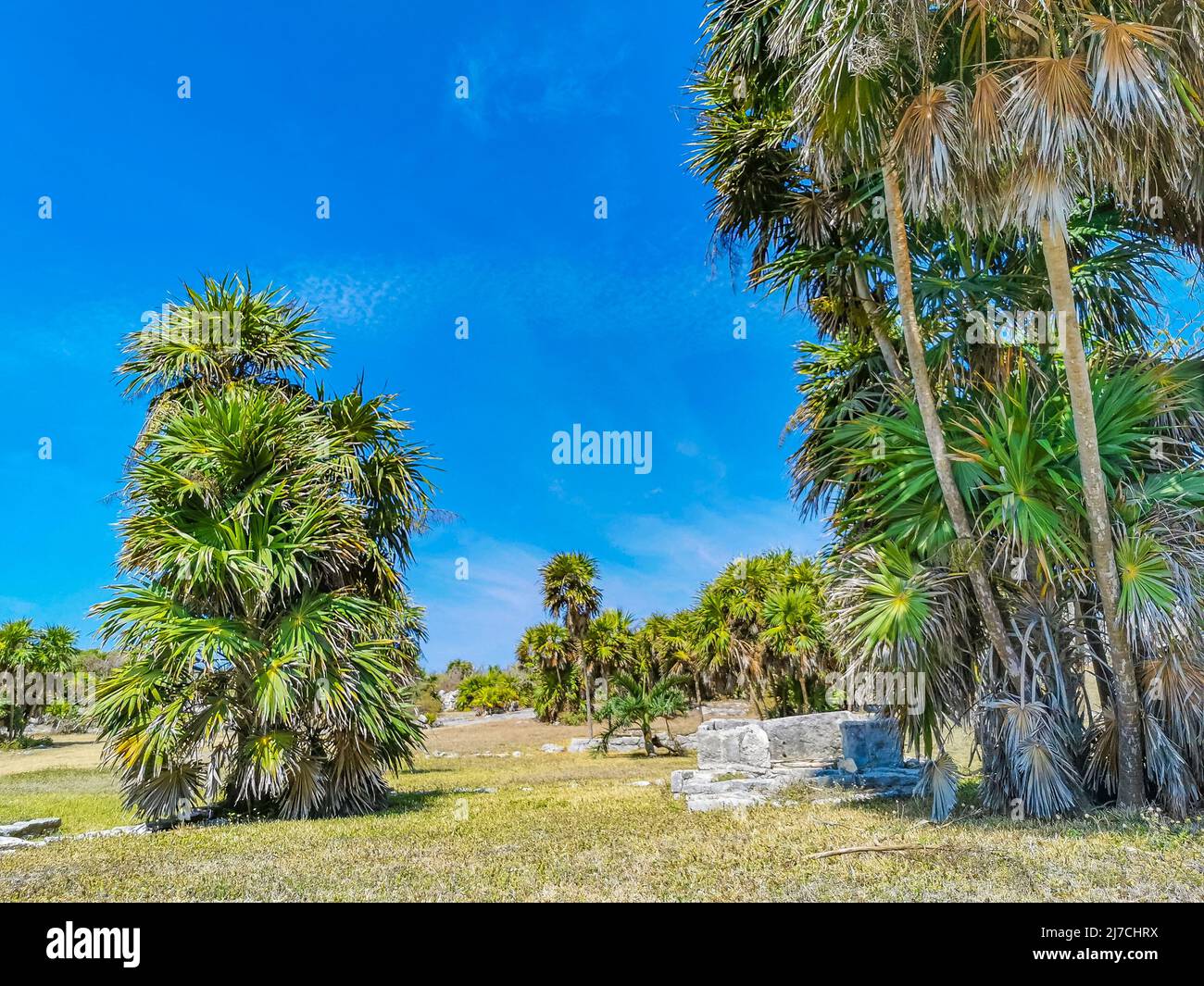 Ancient Tulum ruins Mayan site with temple ruins pyramids and artifacts ...