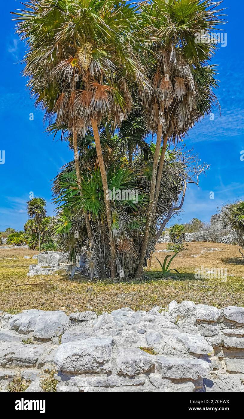 Ancient Tulum ruins Mayan site with temple ruins pyramids and artifacts ...
