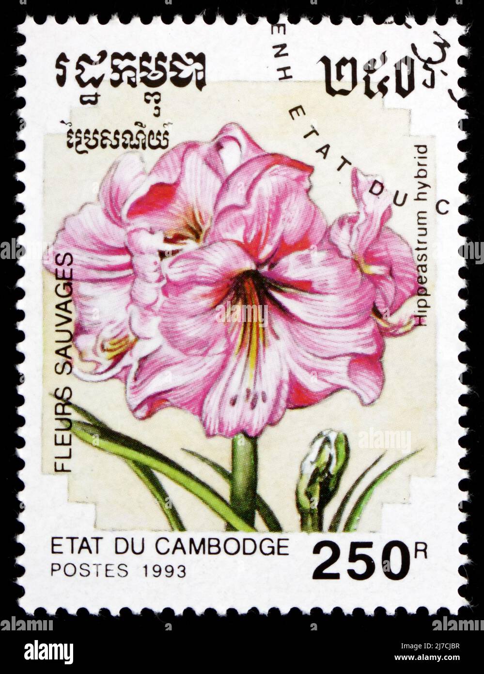 CAMBODIA - CIRCA 1993: a stamp printed in Cambodia shows Hippeastrum ...