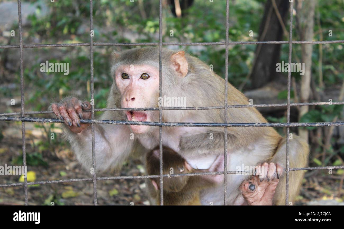 Angry macaque hi-res stock photography and images - Alamy