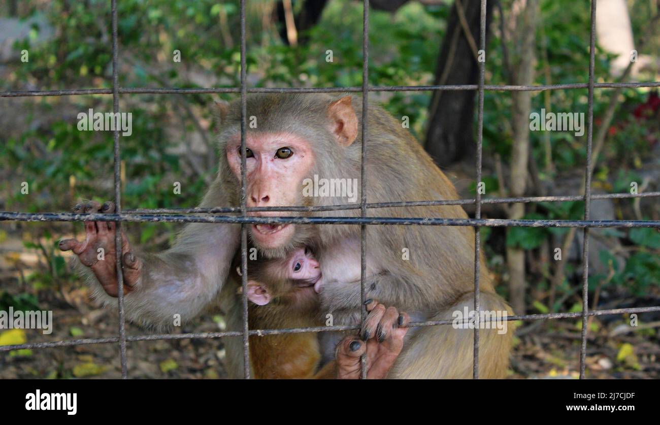 Image of angry male macaque Stock Photo - Alamy