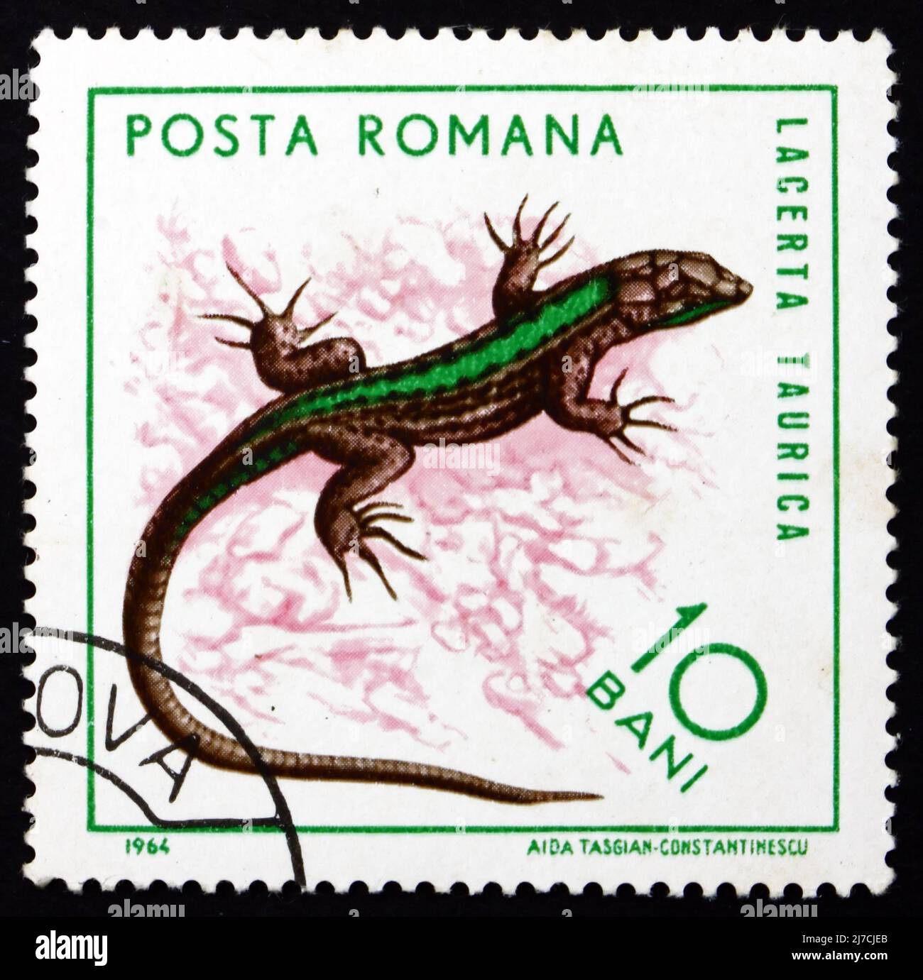 Bull lizard hi-res stock photography and images - Alamy