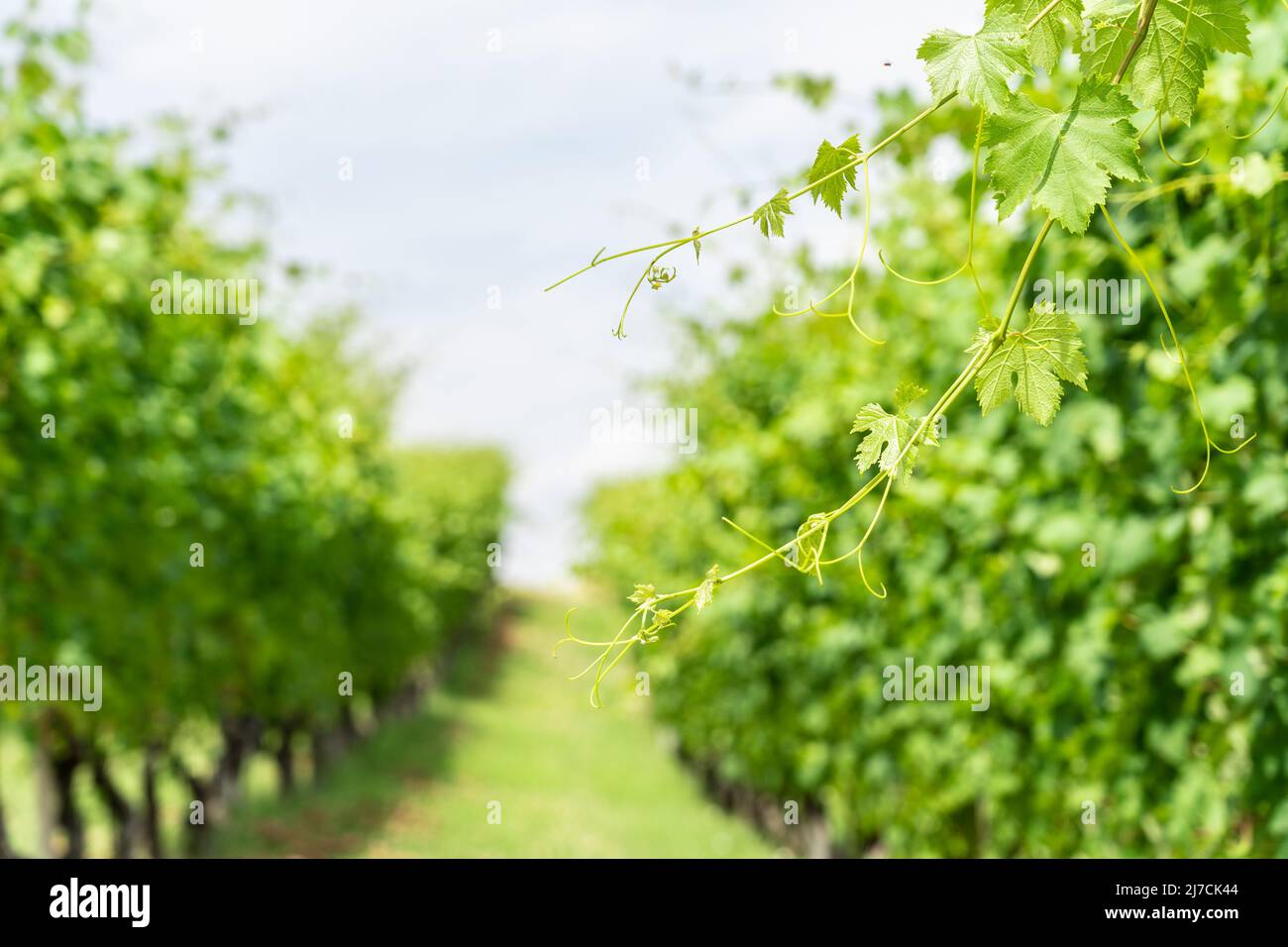 Summer or spring season background with vine leaves in the vineyard ...