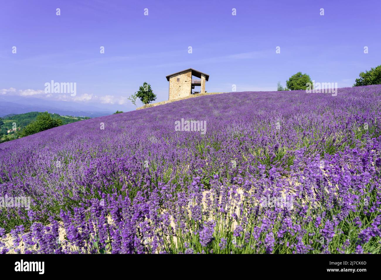 Beautiful bushes of purple lavender flowers in summer Stock Photo - Alamy