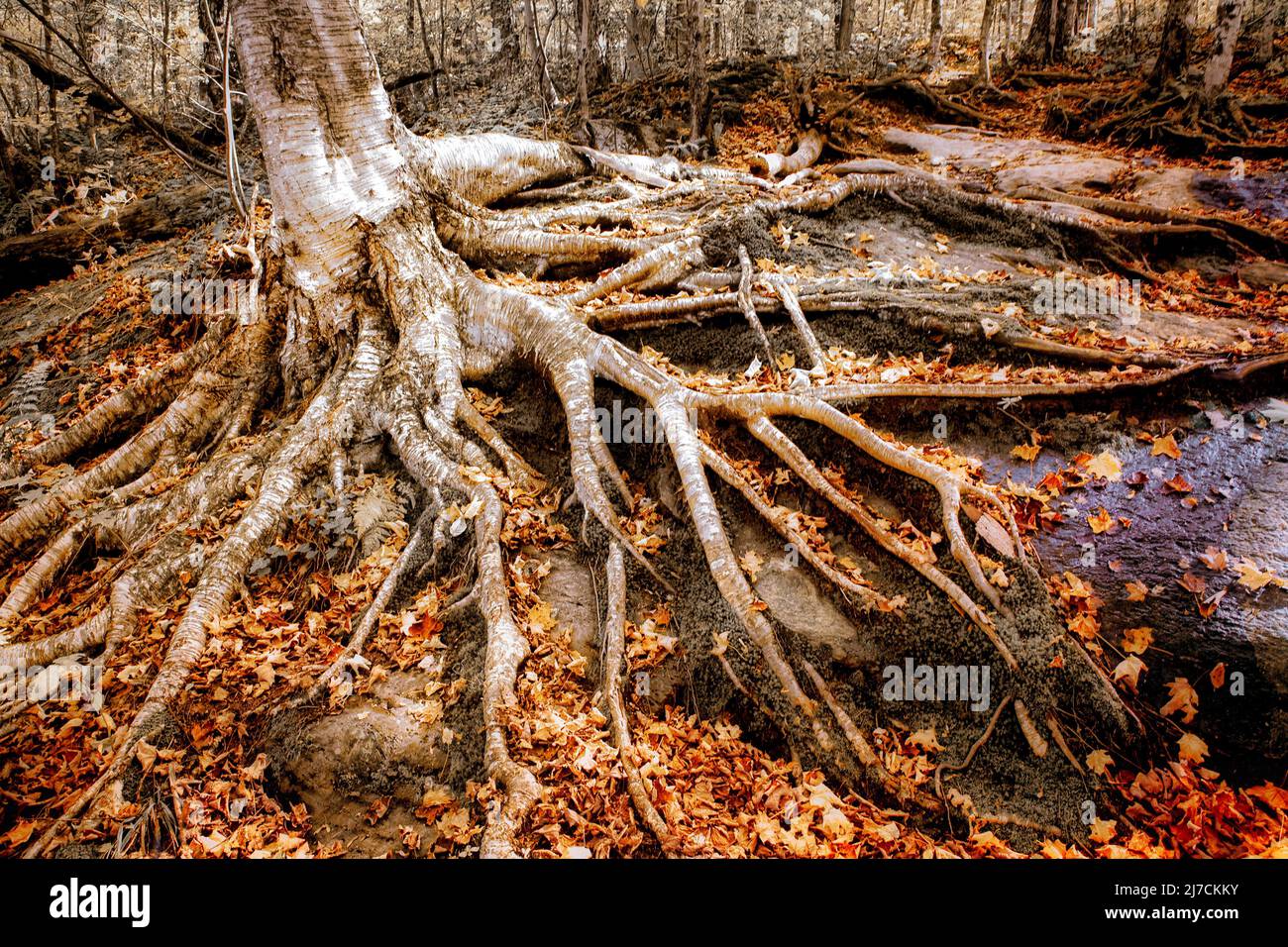Tree roots reach for soil in the rocky Green Mountains of Vermont Stock ...