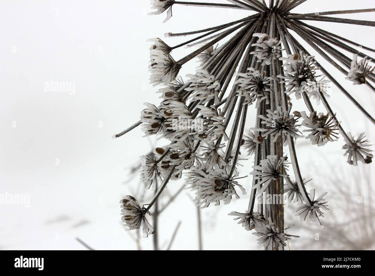 Snow covered bush hi-res stock photography and images - Alamy