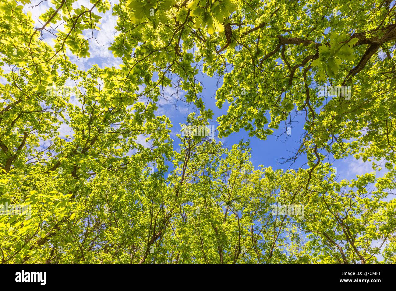 Crown of trees in spring in the forest Stock Photo - Alamy