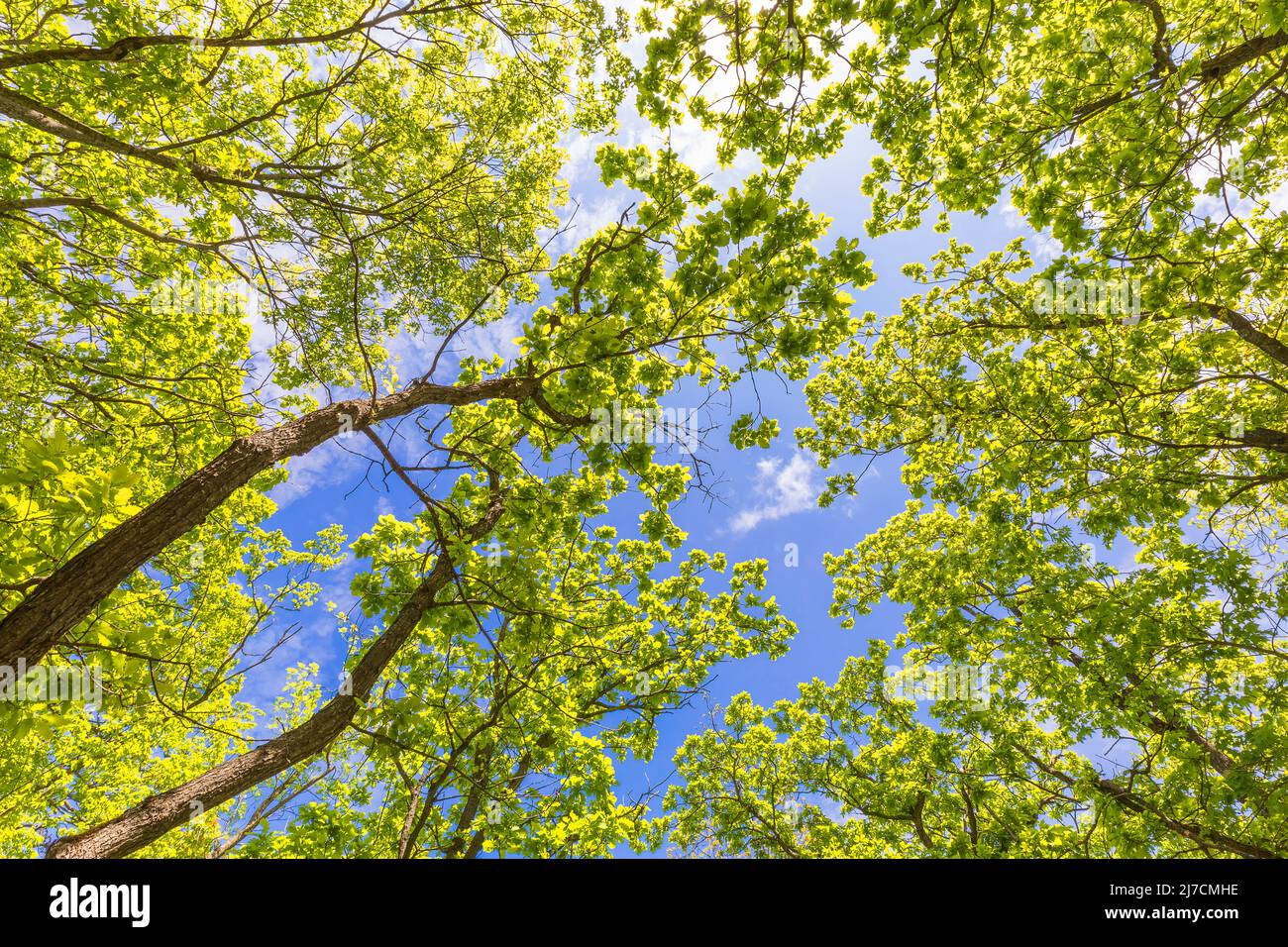 Big wide tree crown hi-res stock photography and images - Alamy