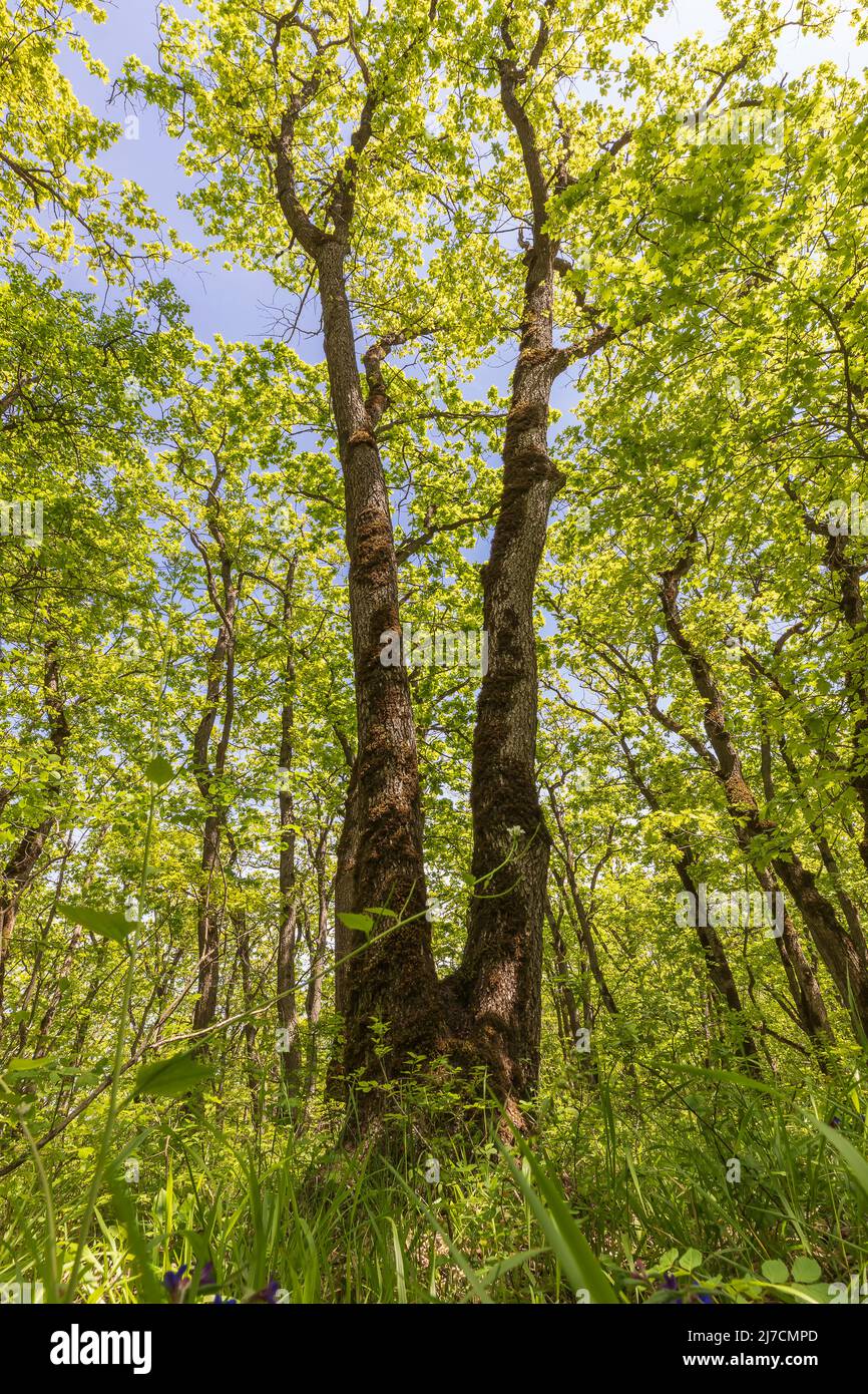 Beautiful high tree wide crown hi-res stock photography and images - Alamy