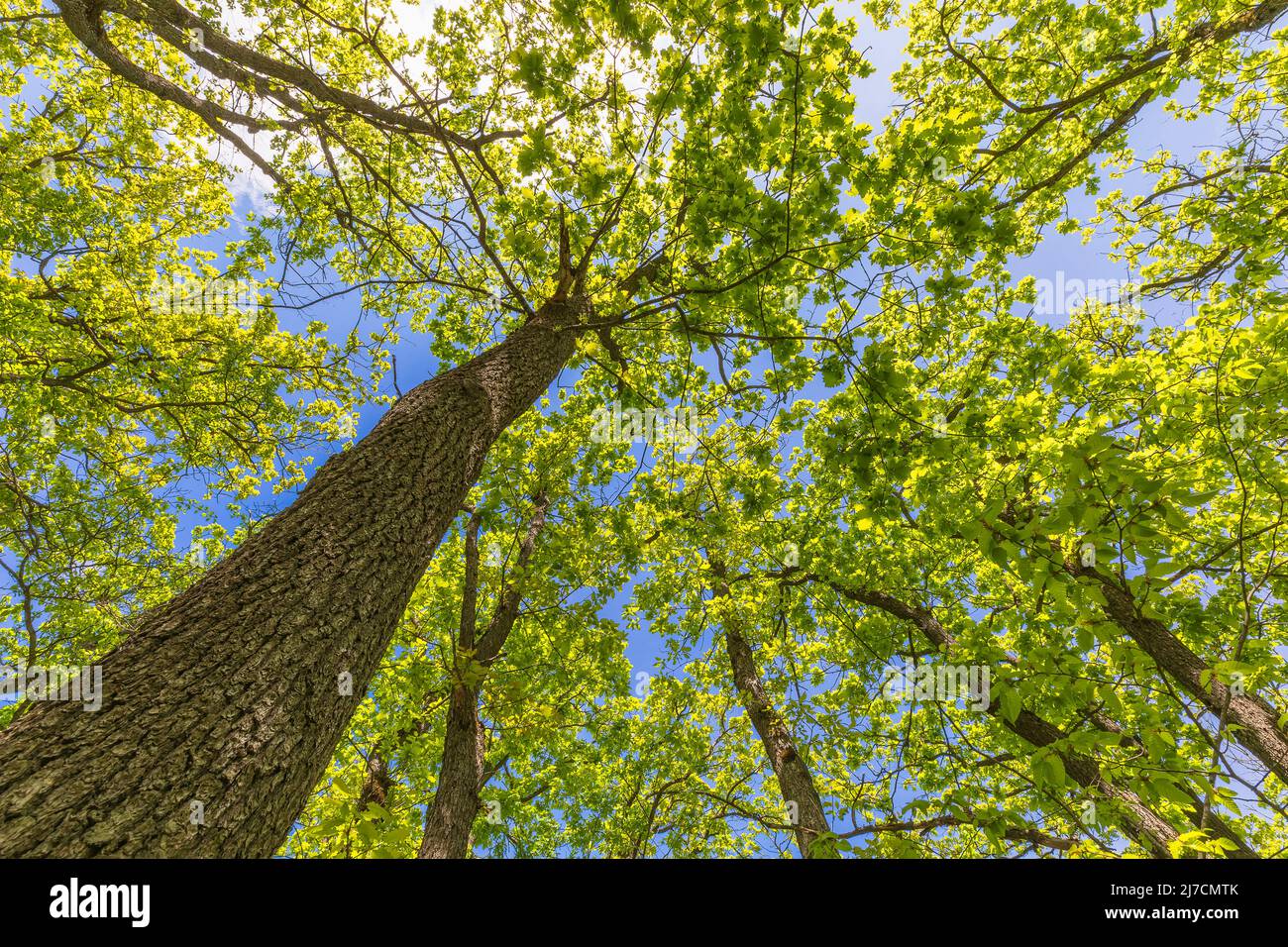 Crown of trees in spring in the forest Stock Photo - Alamy