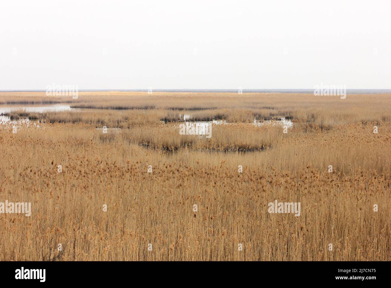 Dry yellow reeds on the lake Stock Photo - Alamy