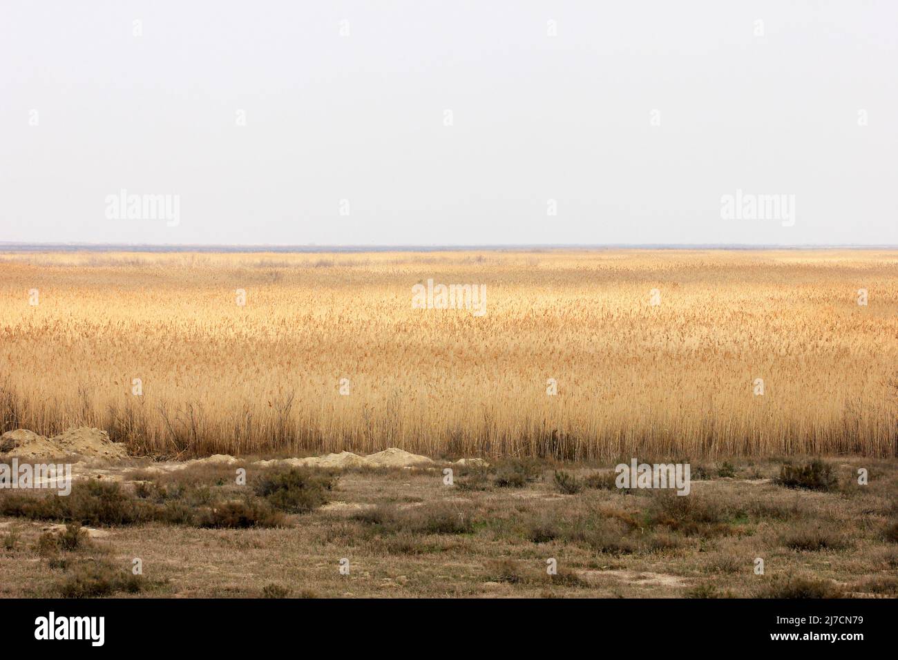 Dry yellow reeds on the lake Stock Photo - Alamy