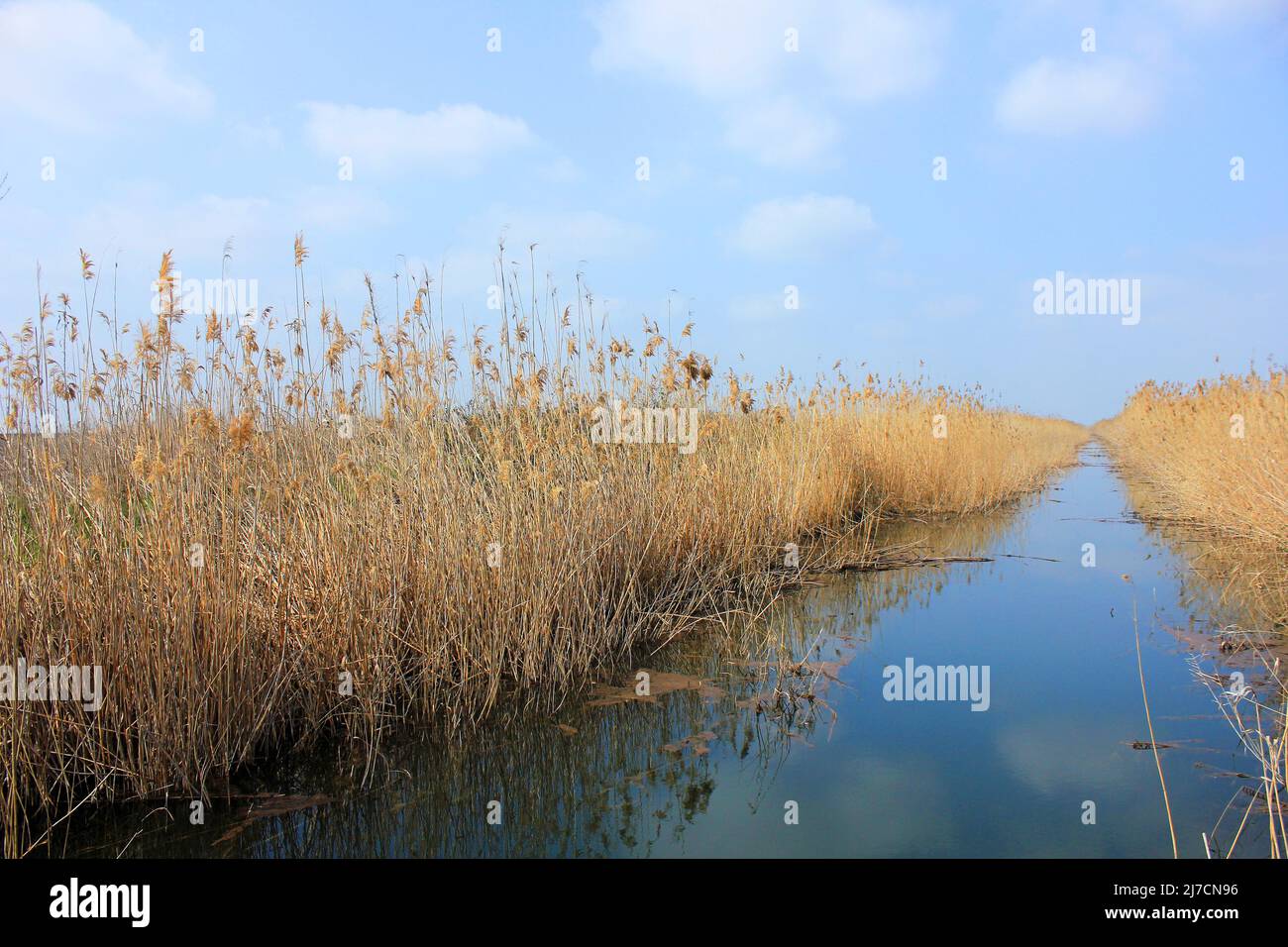 Yellow reeds by river hi-res stock photography and images - Alamy