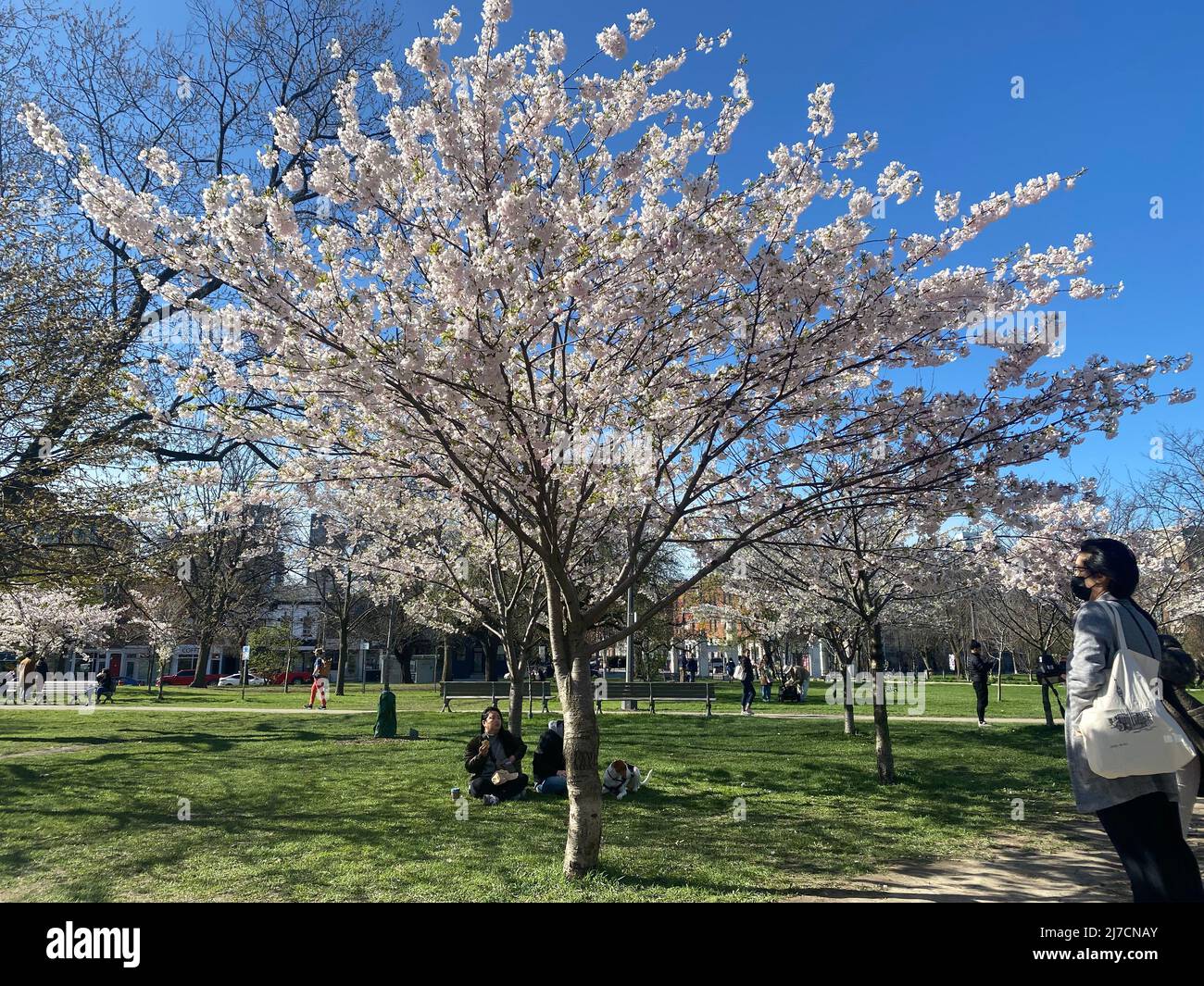 PEOPLE VISIT THE CHERRY BLOSSOM TREES AT TRINITY BELLWOODS PARK Stock ...