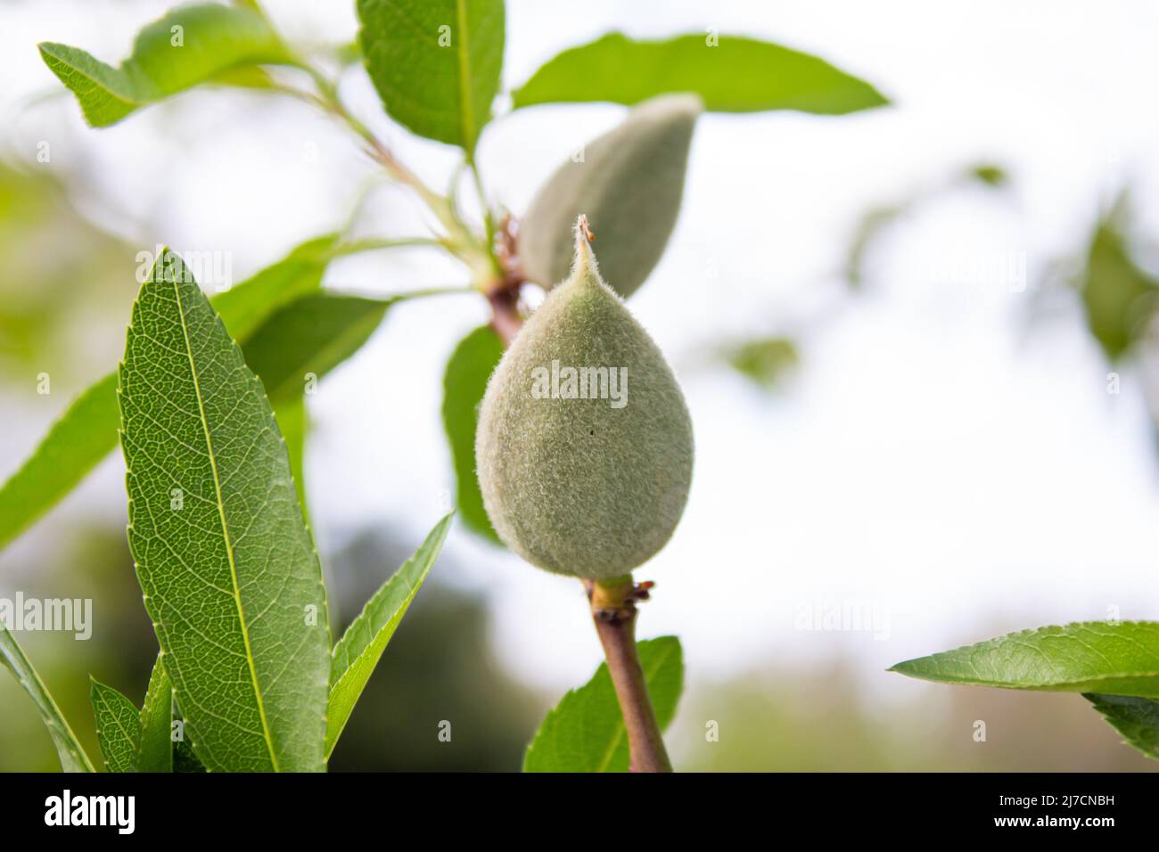 Unripe almonds hanging on tree branches. Closeup photo of green almonds ...
