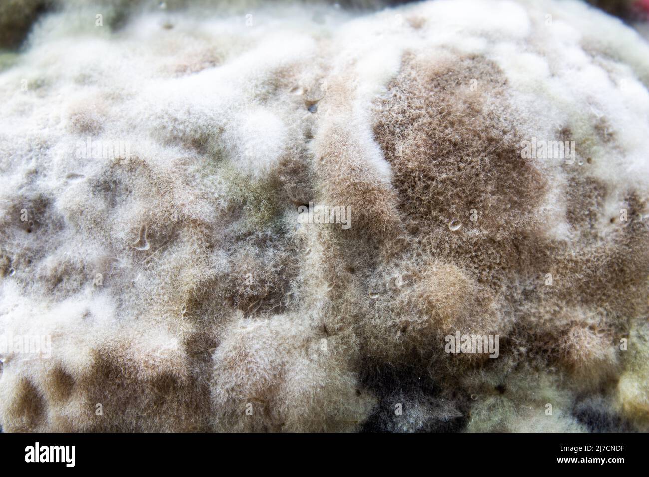 White mold hi-res stock photography and images - Alamy